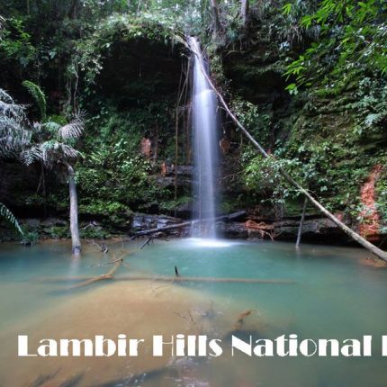 Lambir Night Walk 蓝卑尔夜探险 - Great Leap Tours